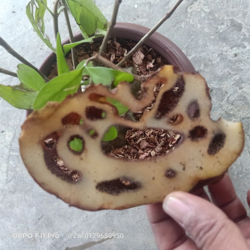 Raja Satong Herb 1001 benefits | Shopee Singapore