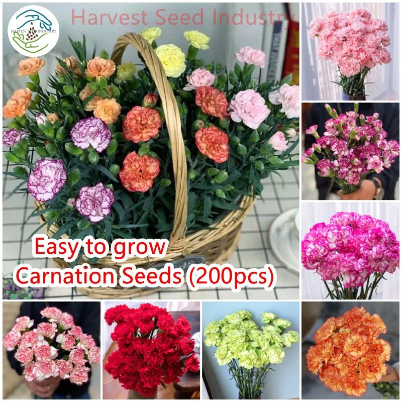 Easy To Grow丨High Quality Seeding Carnation Bonsai Seeds Rare Flower ...