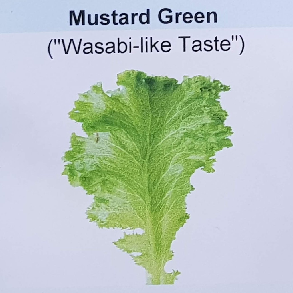 150 Wasabi-like taste Mustard Green seeds (fr SG) | Shopee Singapore