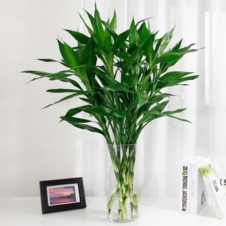 CNY Fresh Lotus Bamboo - Fresh Gardening Indoor Plant Outdoor Plants ...