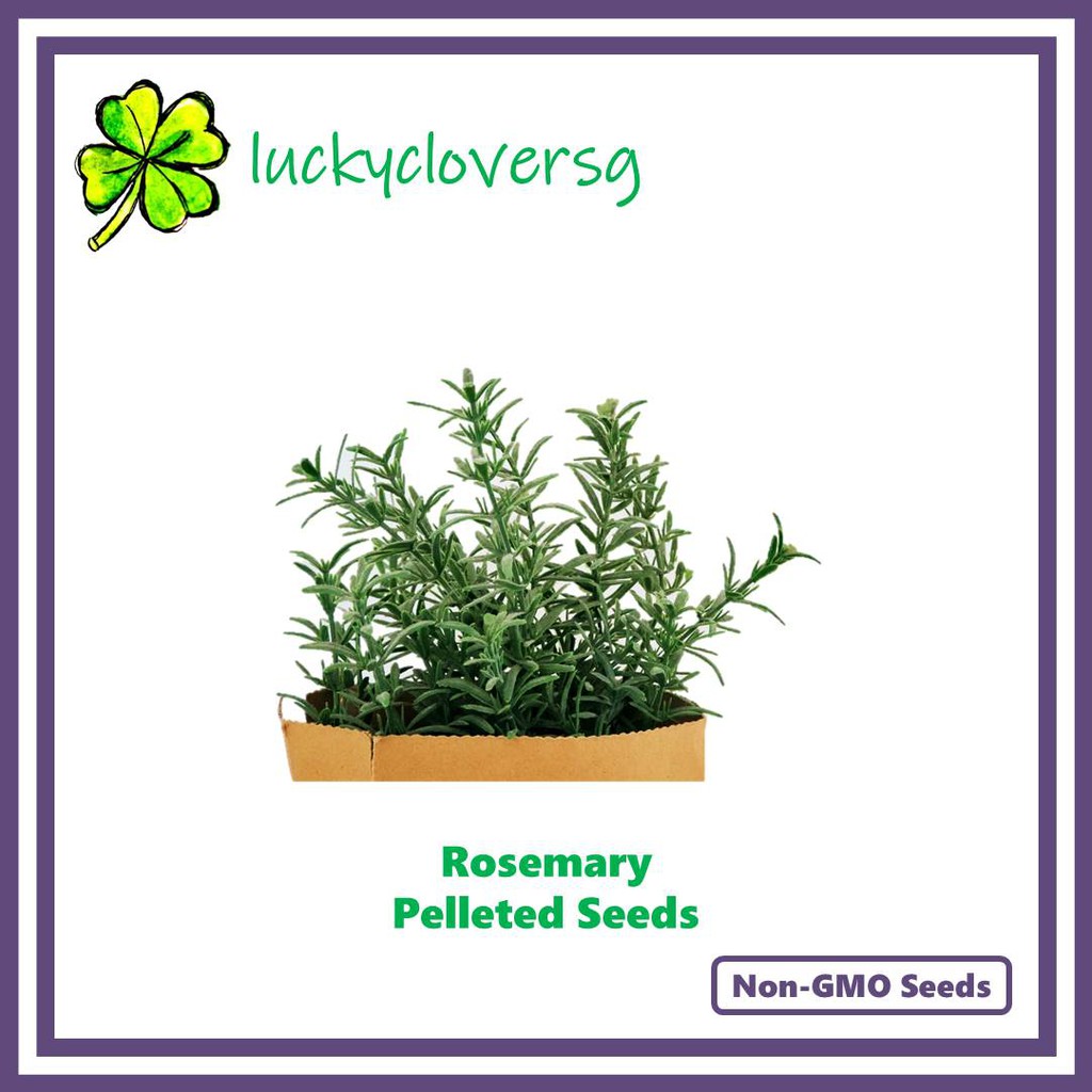 Rosemary (Primed) - *Seeds from SG* | Shopee Singapore