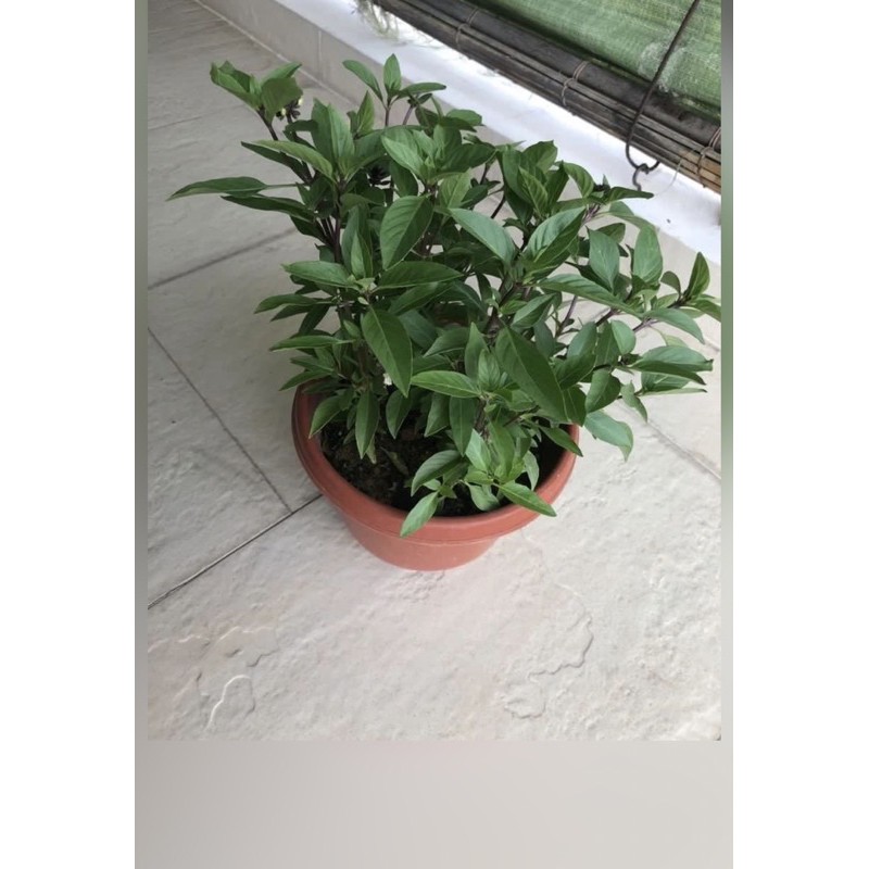 Dwarf Thai Basil Plant Edible Organic Herbs | Shopee Singapore