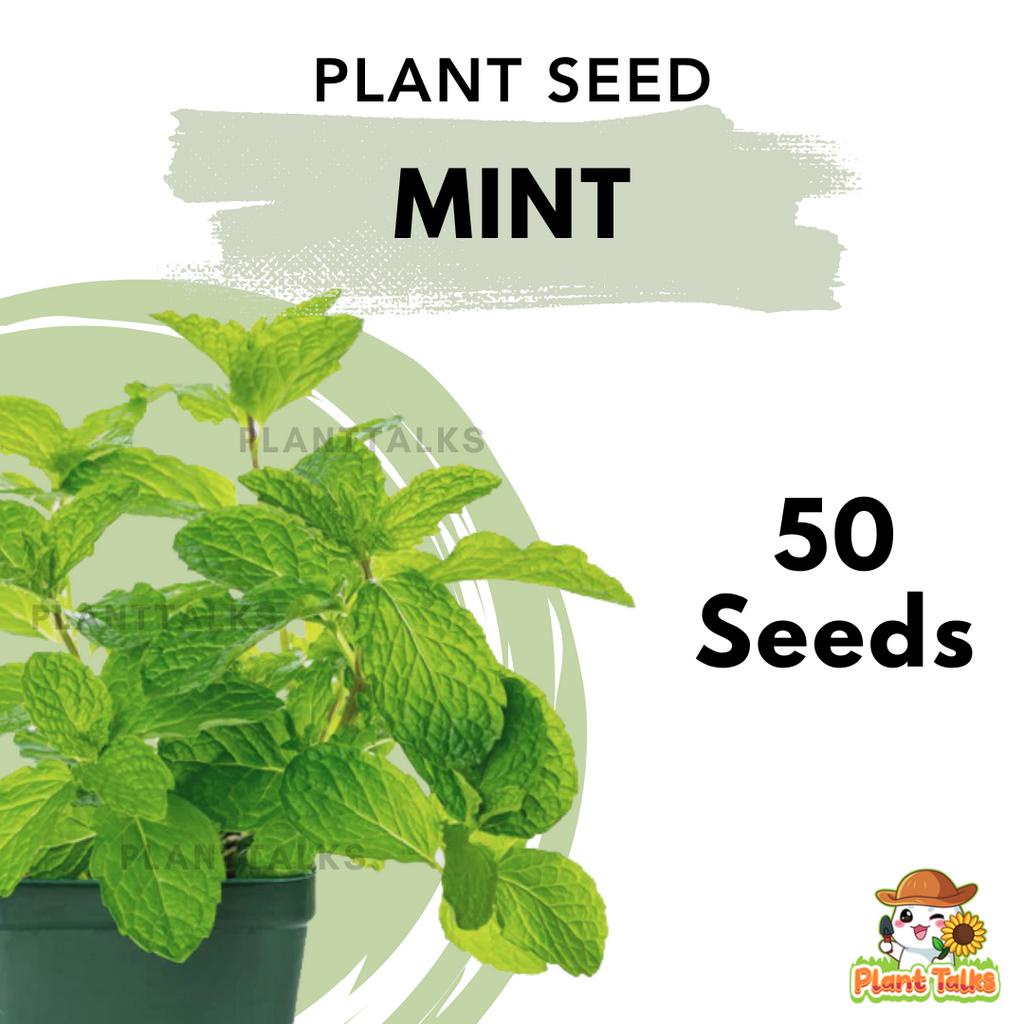 Plant Talks Mint Plant Seeds Menta Arvensis Seed Organic Edible Herbs ...