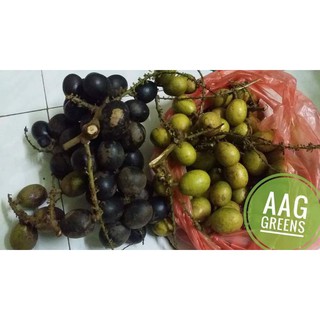 Pokok Matoa Merah (original) | Shopee Singapore