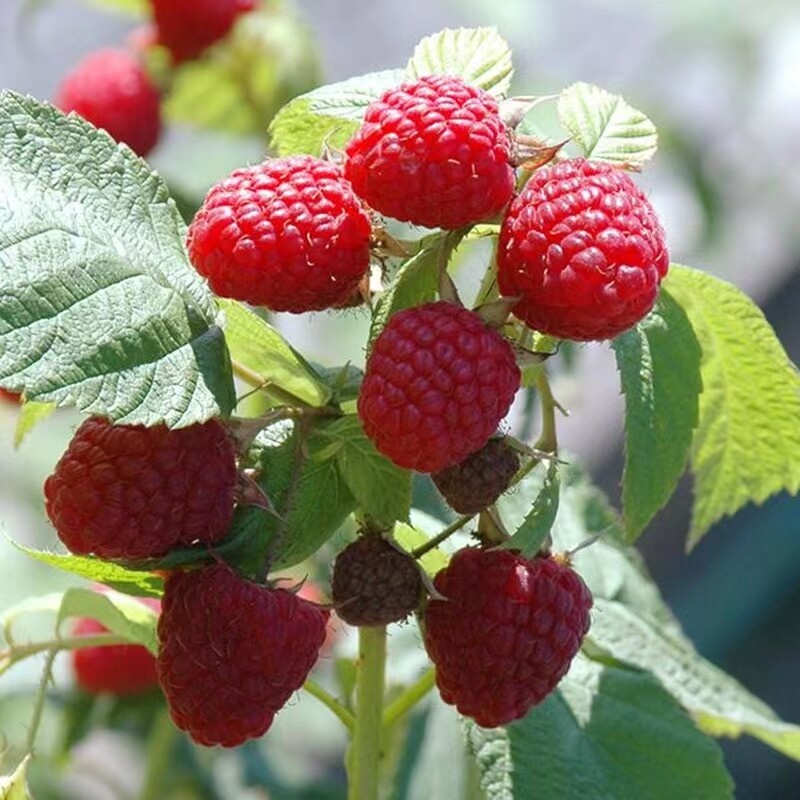 [Easy To Grow In Singapore] Potted Dwarf Raspberry Seed for Sale ...