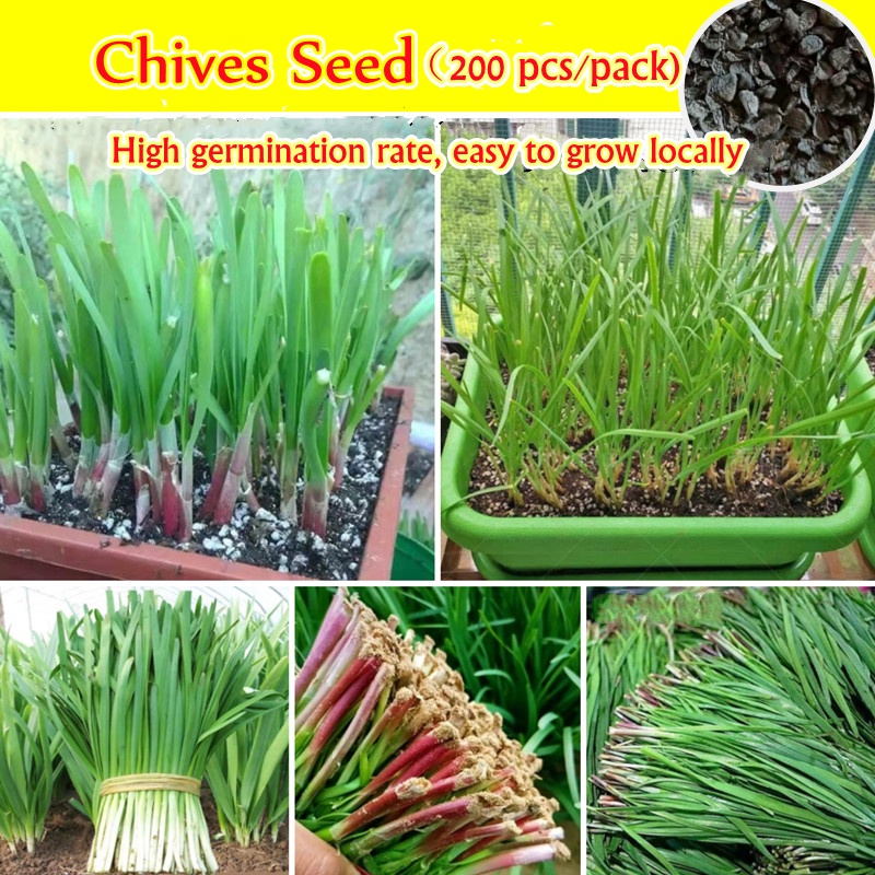 [Easy To Grow In ] Chinese Chives Seeds for Planting (200 Pcs) Daun ...