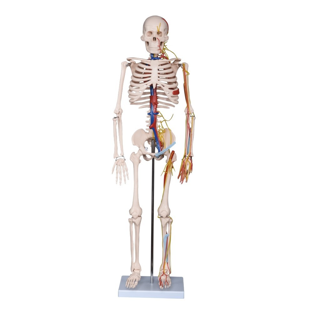 85cm Half Size Skeleton Model with Nerves and Blood Vessels ...