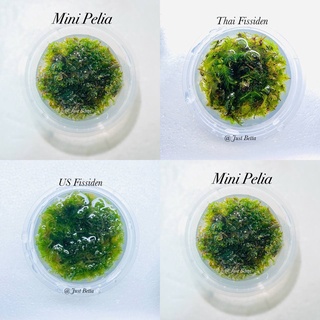 Assorted Loose Moss - Aquatic Moss Aquarium Live Plants Aquascape ...