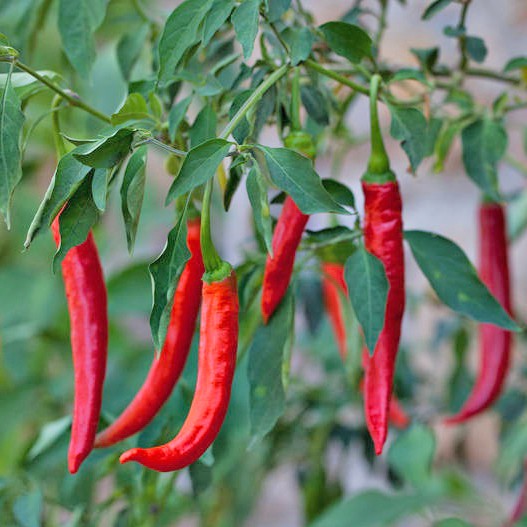 15 Long Chili (large) seeds (fr SG) | Shopee Singapore