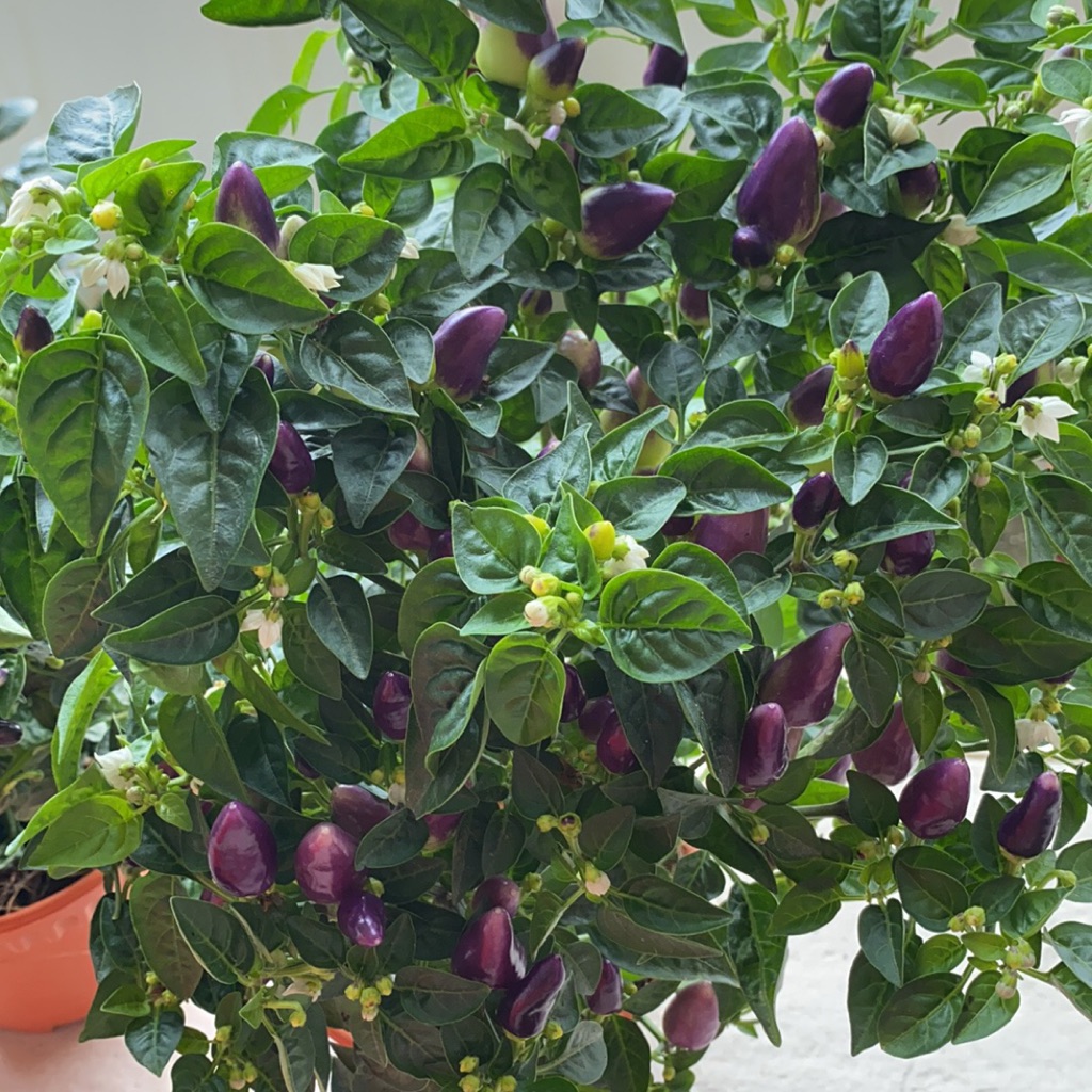 Edible dwarf purple chili chilli plant | Shopee Singapore