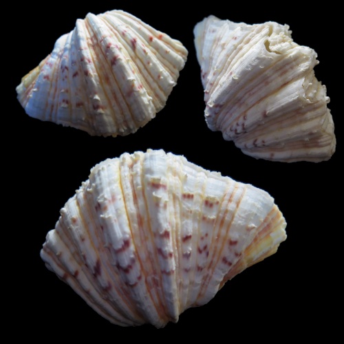 Hippopus hippopus F++ 148mm Bear paw clam RARE Ex-Stock - Specimen ...