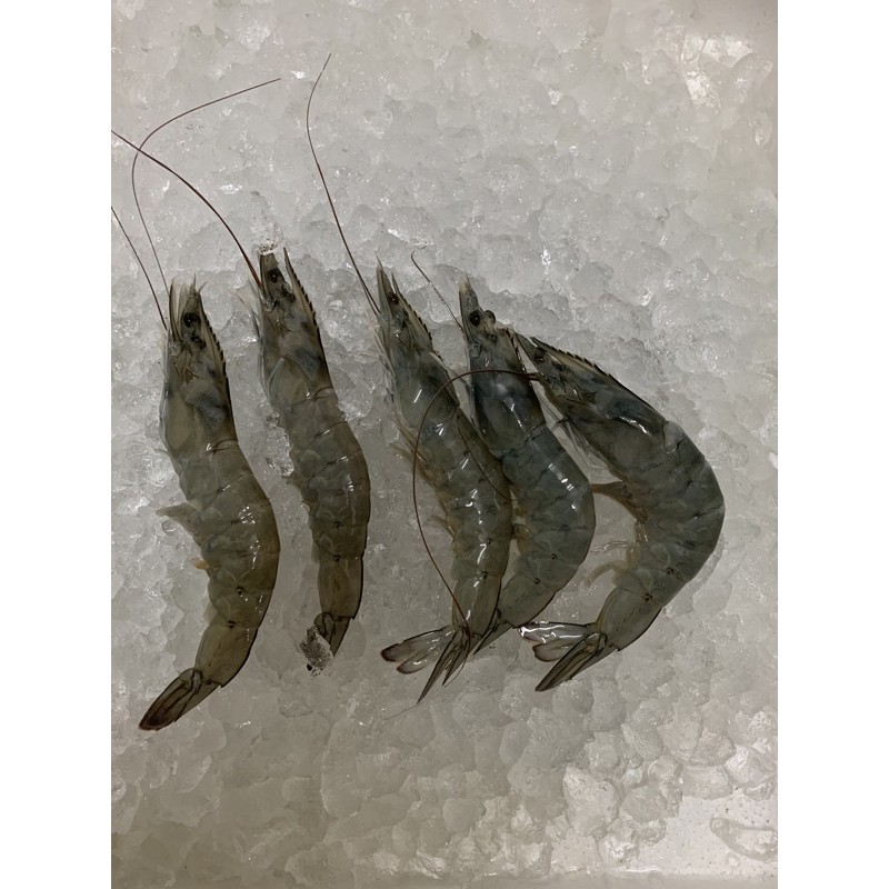 Fresh sea grey prawns (large size) (1kg) | Shopee Singapore