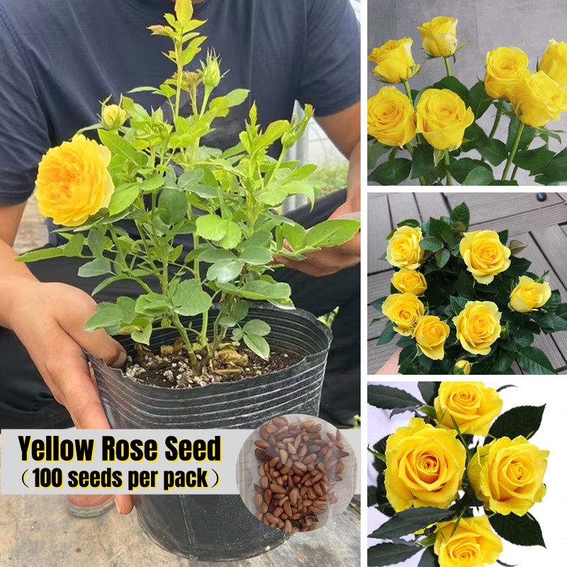 [Fast Germination] Yellow Rose Seeds for Sale （100 Seeds/bag）Climbing ...