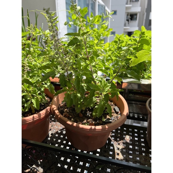 Dwarf purple holy basil Plant Tulsi Edible Herb Plant 100% organic and ...