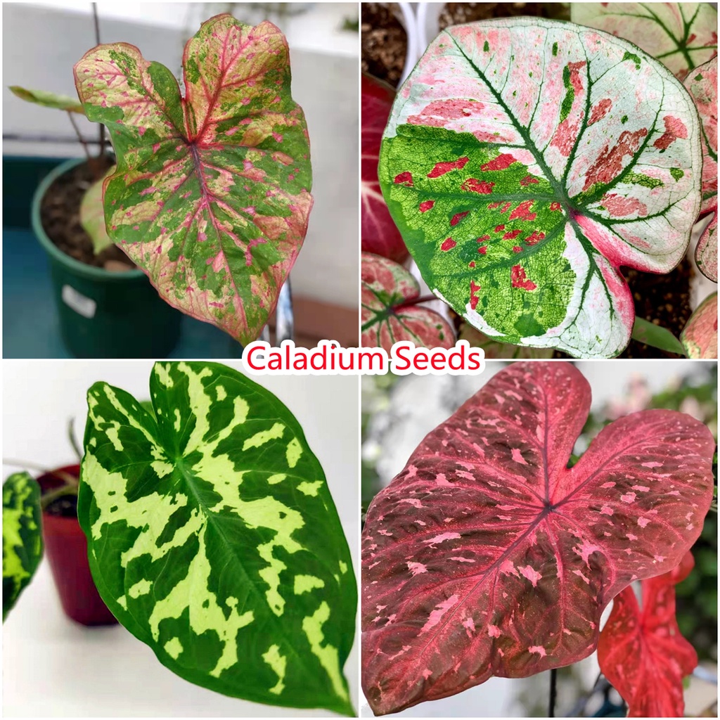 Fast Germination Caladium Seeds Mixing Colors 100 Seeds Per Pack ...