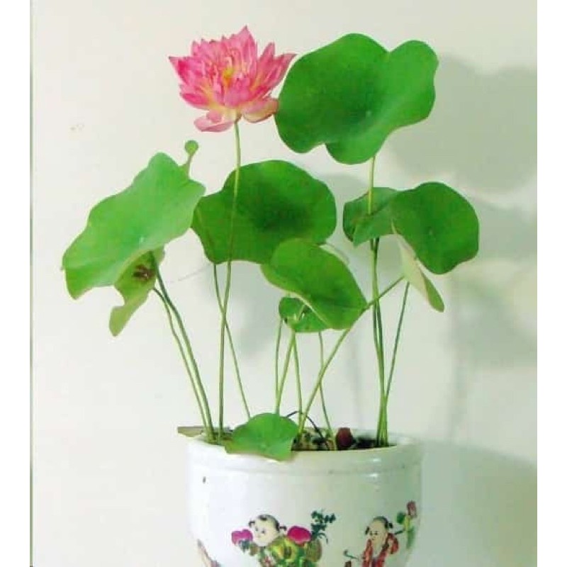 151.Mini Lotus Seeds 6pcs Free Postal Mail(OLP) in SG | Shopee Singapore