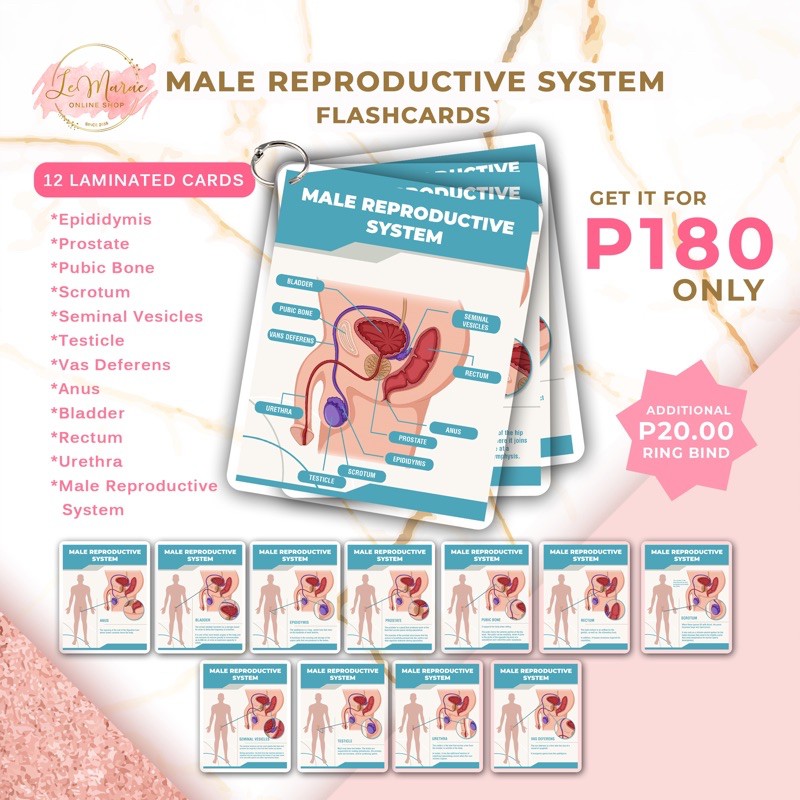 Le Marae Shop - Laminated Flashcards MALE REPRODUCTIVE SYSTEM | Shopee ...