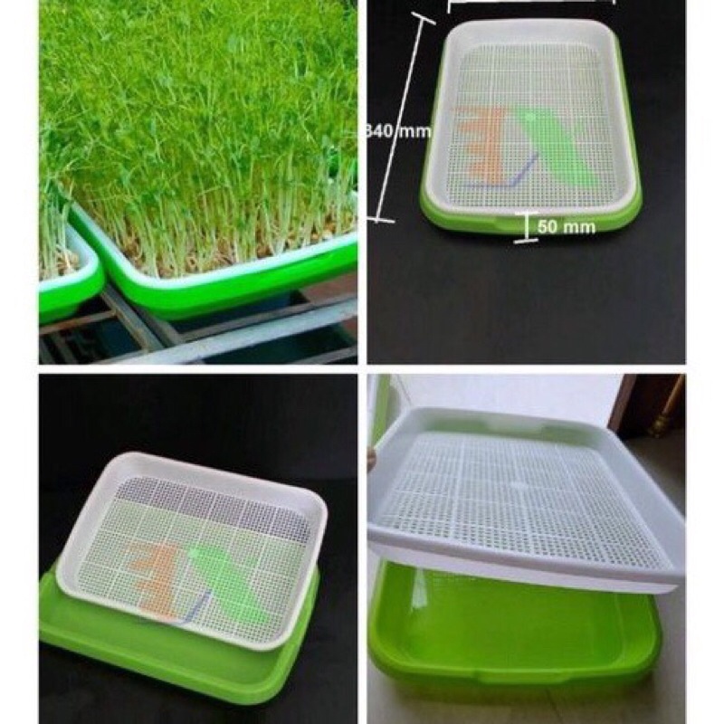 Sprout growing tray, Sprout nursery tray, Wheatgrass growing tray, Rack ...