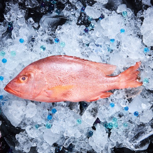 Fresh Red Snapper (No Soil Taste) Clean and Gutted [450g] | Shopee ...
