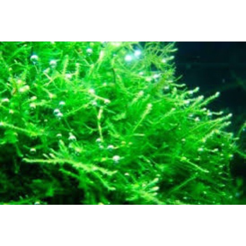 SG READY STOCK | Java Moss Mini Pelia US Fissiden Thai Fissiden Moss ...