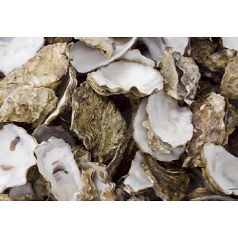 Aquarium Oyster Shell With Bag 1kg Oyster Shell for aquarium to buffer ...