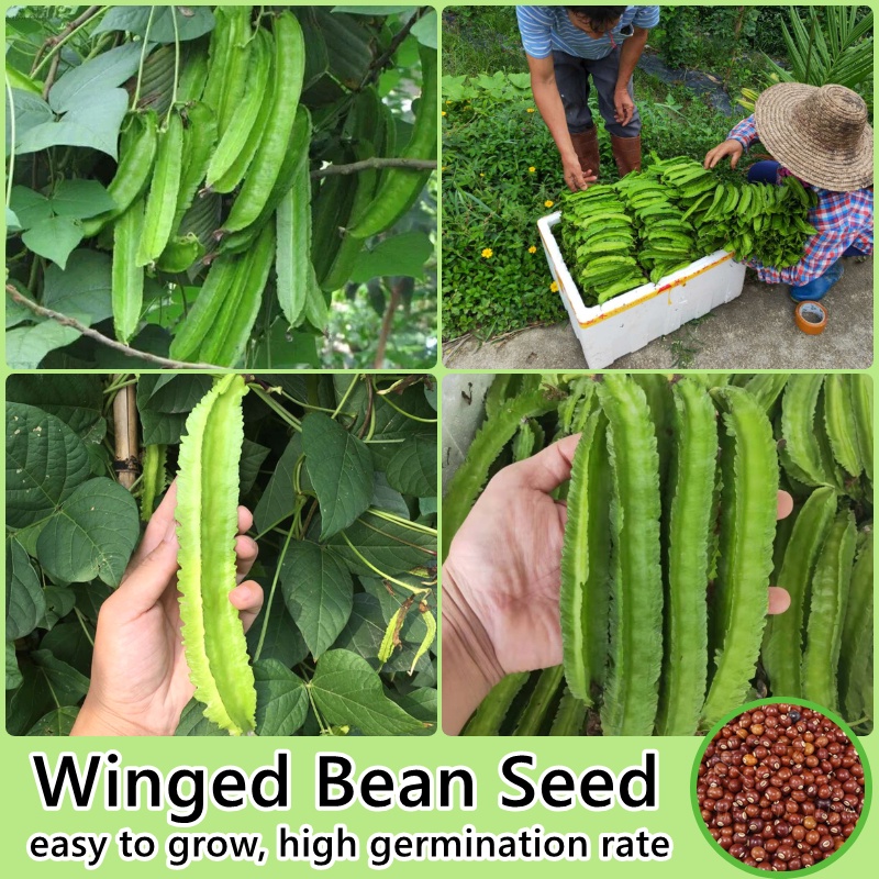 [High Germination] Winged Bean Seeds for Planting (20 Seeds/bag) High ...