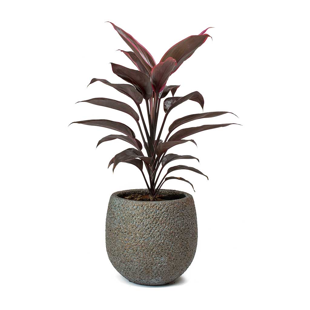 Cordyline Coco Compactor Plant - Fresh Gardening Indoor Plant Outdoor ...