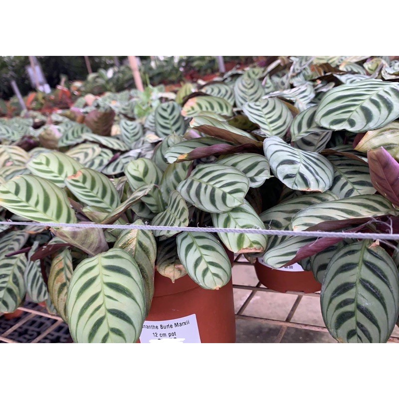 Ctenanthe Burle-Marxii, Fishbone Prayer Plant in pot of 12cm diameter ...