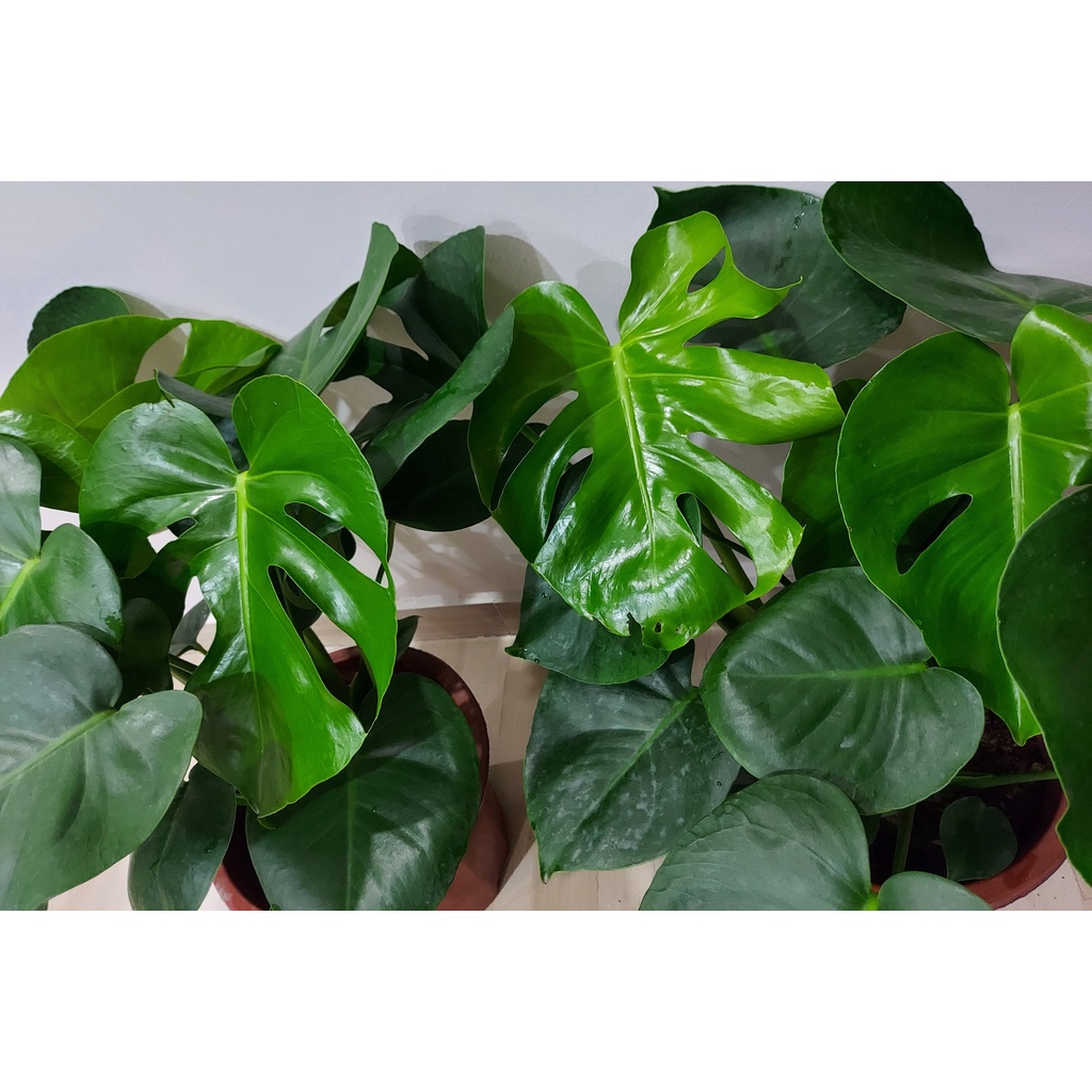 Monstera Deliciosa / Rhaphidophora Tetrasperma Baby Mini Monstera Home ...