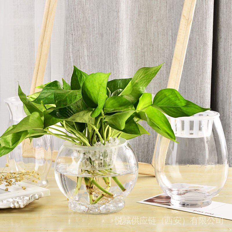 Transparent Glass Vase Hydroponic Green Dill Flowerpot Living Room ...