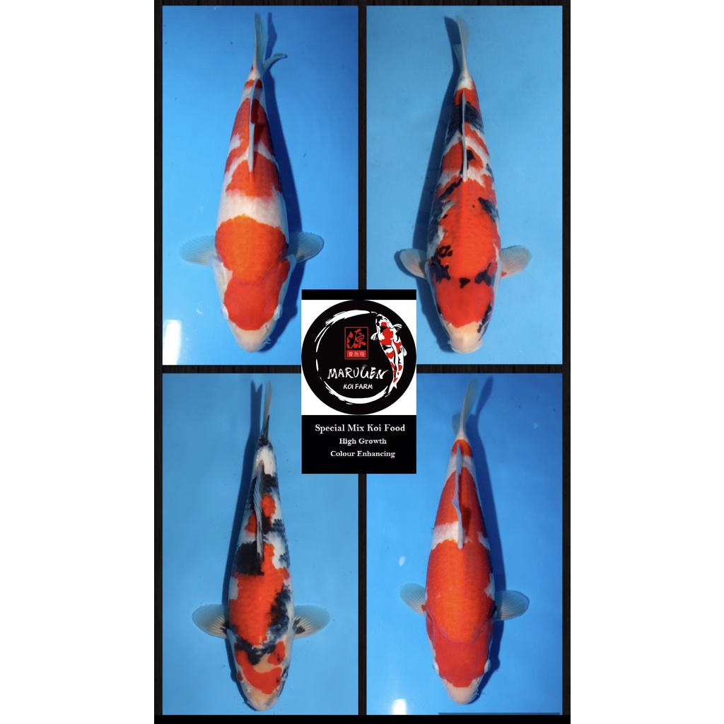 2kg to 15kg Marugen Special Mix Koi Food - High Growth + JPD Yamato ...