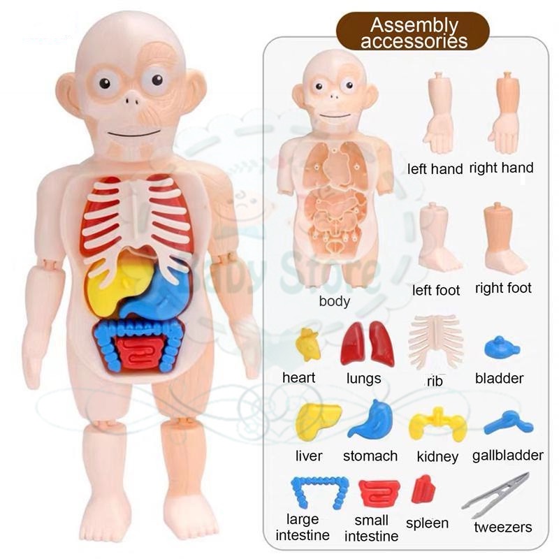 Human Body With Organs Anatomy Learning Toys Laboratory/Montessori 3D ...