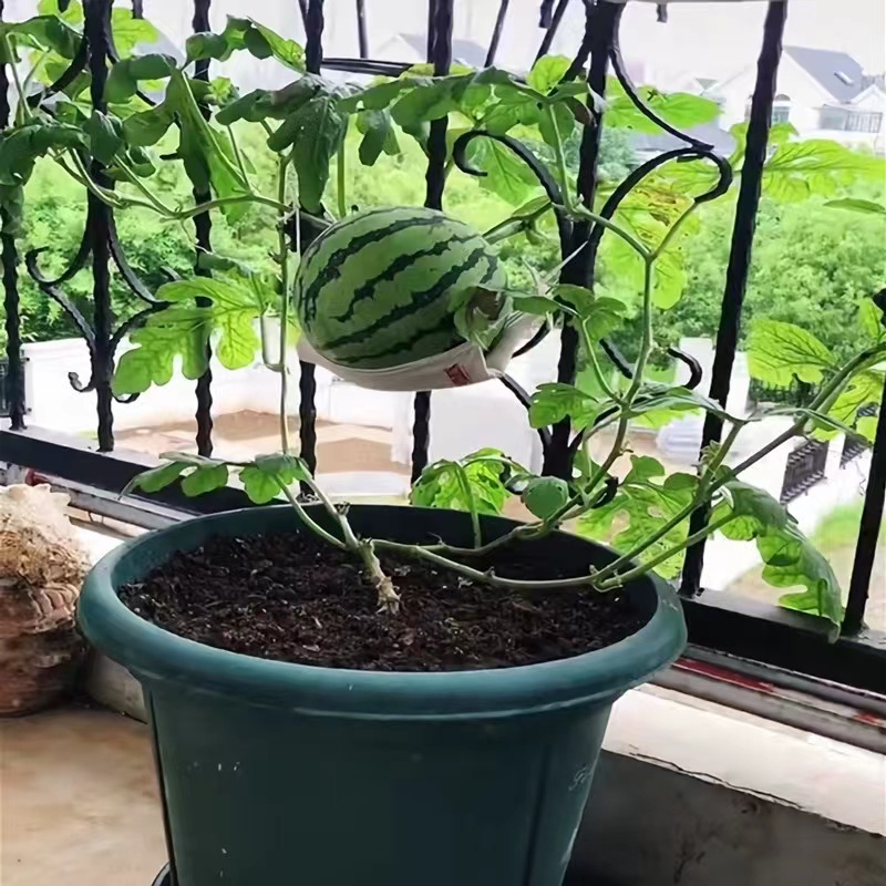 [Easy To Grow In Singapore] 20pcs Edible Dwarf Watermelon Seeds Fruit ...