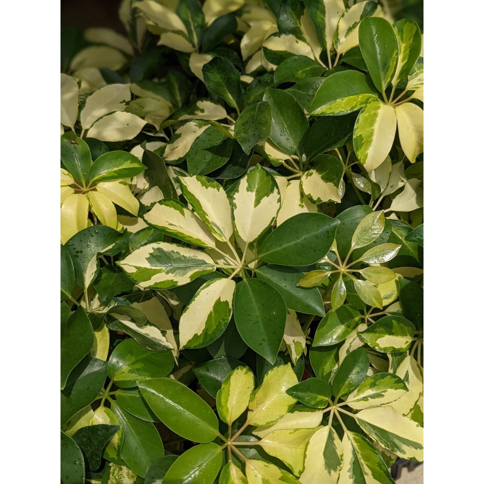 Variegated Schefflera Arboricola - Beautiful Multi-Colour House Plant ...