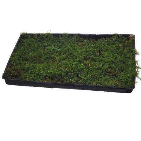 Moss Flat Moss | Shopee Singapore