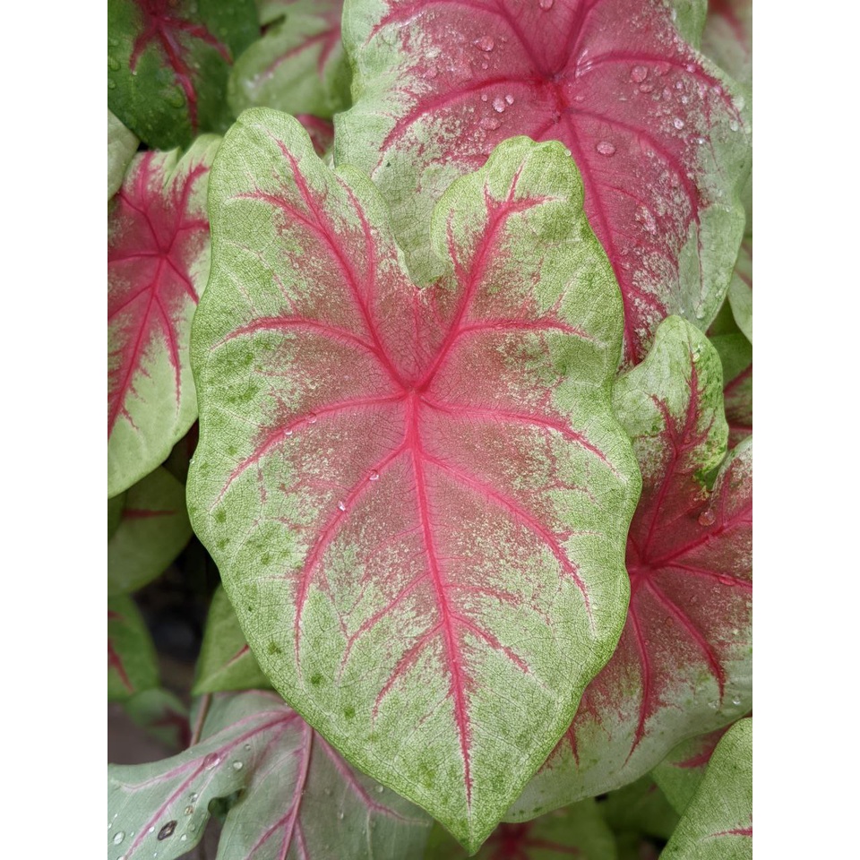 Caladium Mint Julep - Pretty Multi Colour House Plant | Shopee Singapore