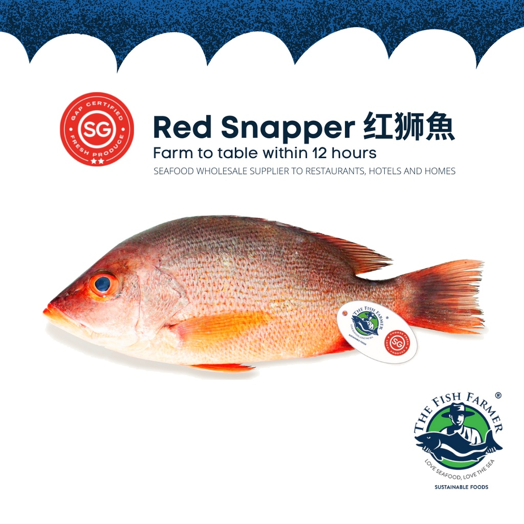 [From SG to SG] Fresh & Chilled Lion Head Snapper/Red Snapper 红狮/红鸡 ...