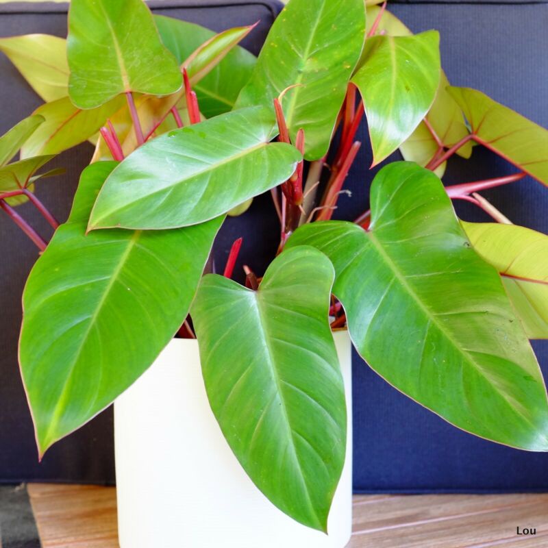 Philodendron Red Wing Plant - Fresh Gardening Indoor Plant Outdoor ...