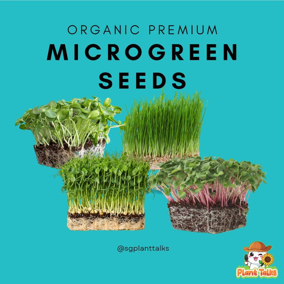Organic Microgreen Seeds / Maple Pea Seeds / Sunflower Seeds ...