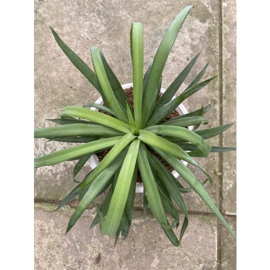 Yucca elephantipes - Spineless Yucca/Stick Yucca - House plants ...