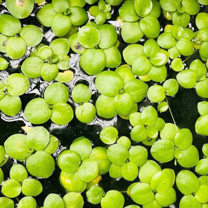 Frogbit - Live Aquatic Floating Plant Aquarium (4-5 pcs) | Limnobium ...