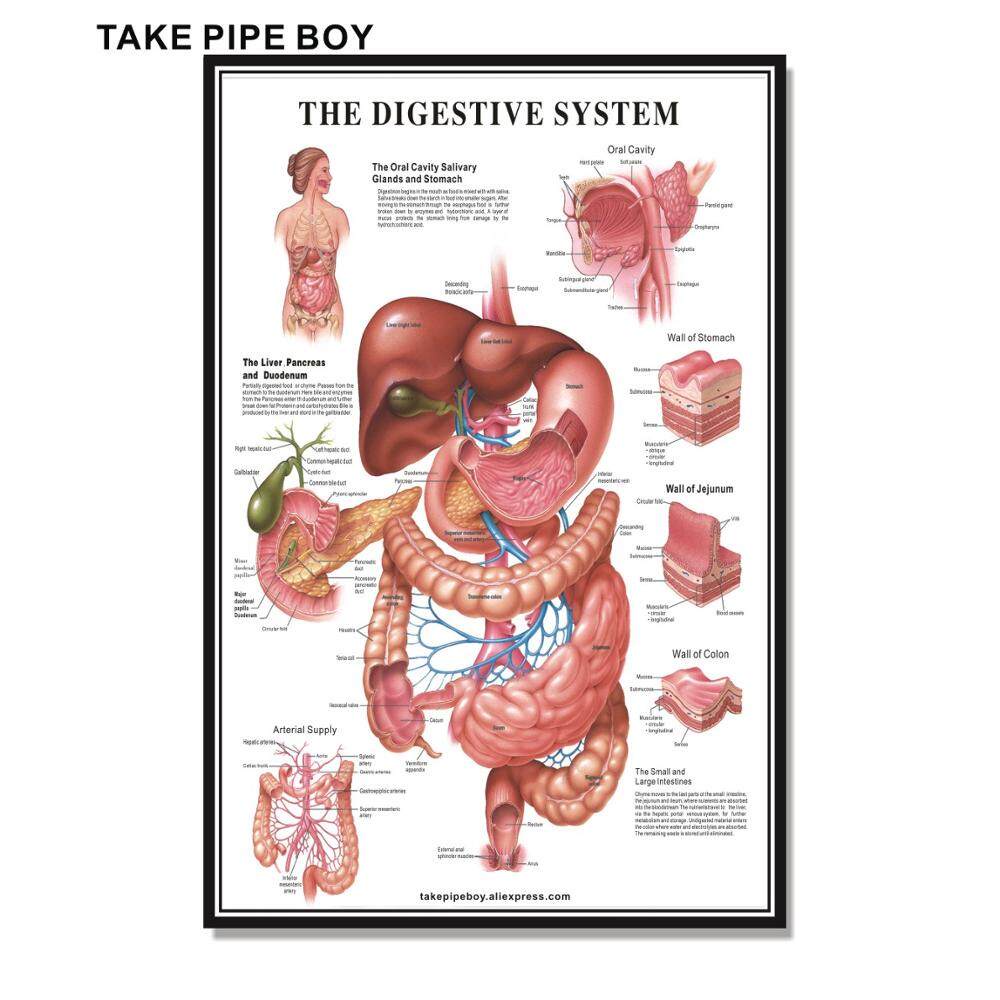 Layer Pressure Digestive System Anatomy Map Gastrointestinal Anatomy ...