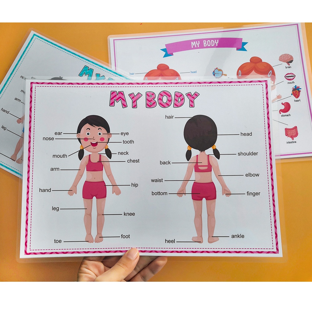 My Body Learning English Words Educational Posters for Kids Baby ...