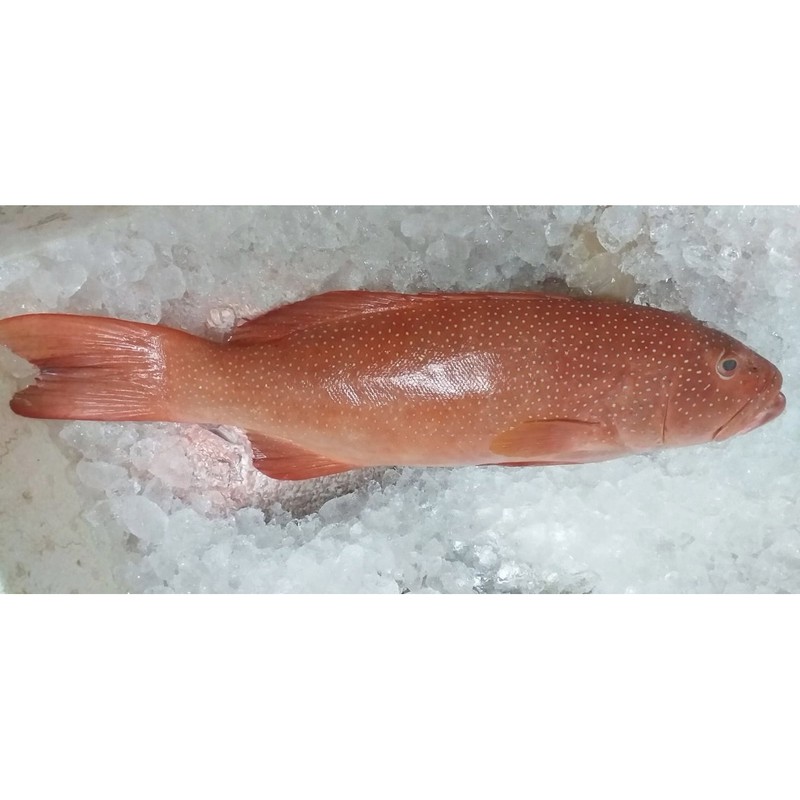 ‘swimming’ coral trout red grouper (600-700grams) | Shopee Singapore