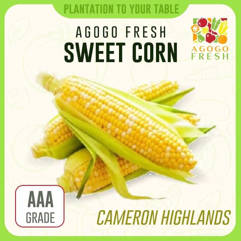 [Agogo Fresh - Vegetables] Cameron Highlands Sweet Corn (1 pcs ...