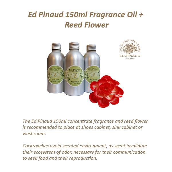 Ed Pinaud Concentrate Fragrance Oil 150ml (BUY 3 FREE 3 + Changing ...