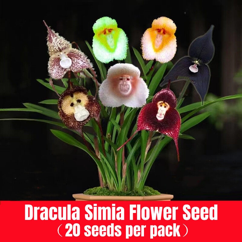 [Easy To Grow In Singapore] Mixed Colors Dracula Simia Flower Seed Rare ...
