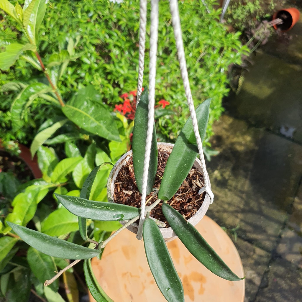 Hoya Mini Belle | Shopee Singapore