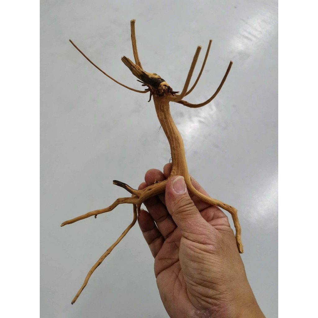 Mini Root Wood Driftwood Spiderwood aquarium aquascape aquascaping deco ...