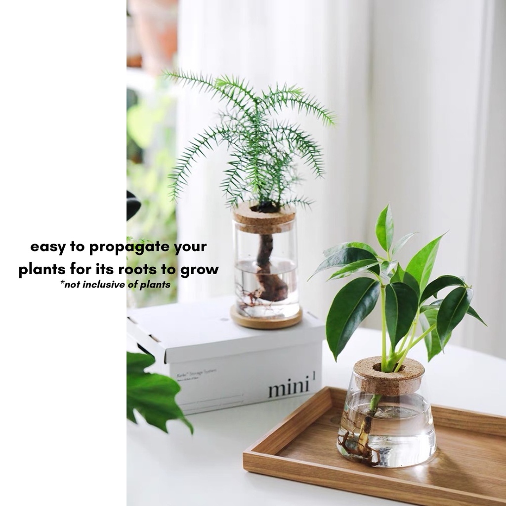 Plant Propagating Glass Jar | Propagate Root Plants | Plant Lovers ...